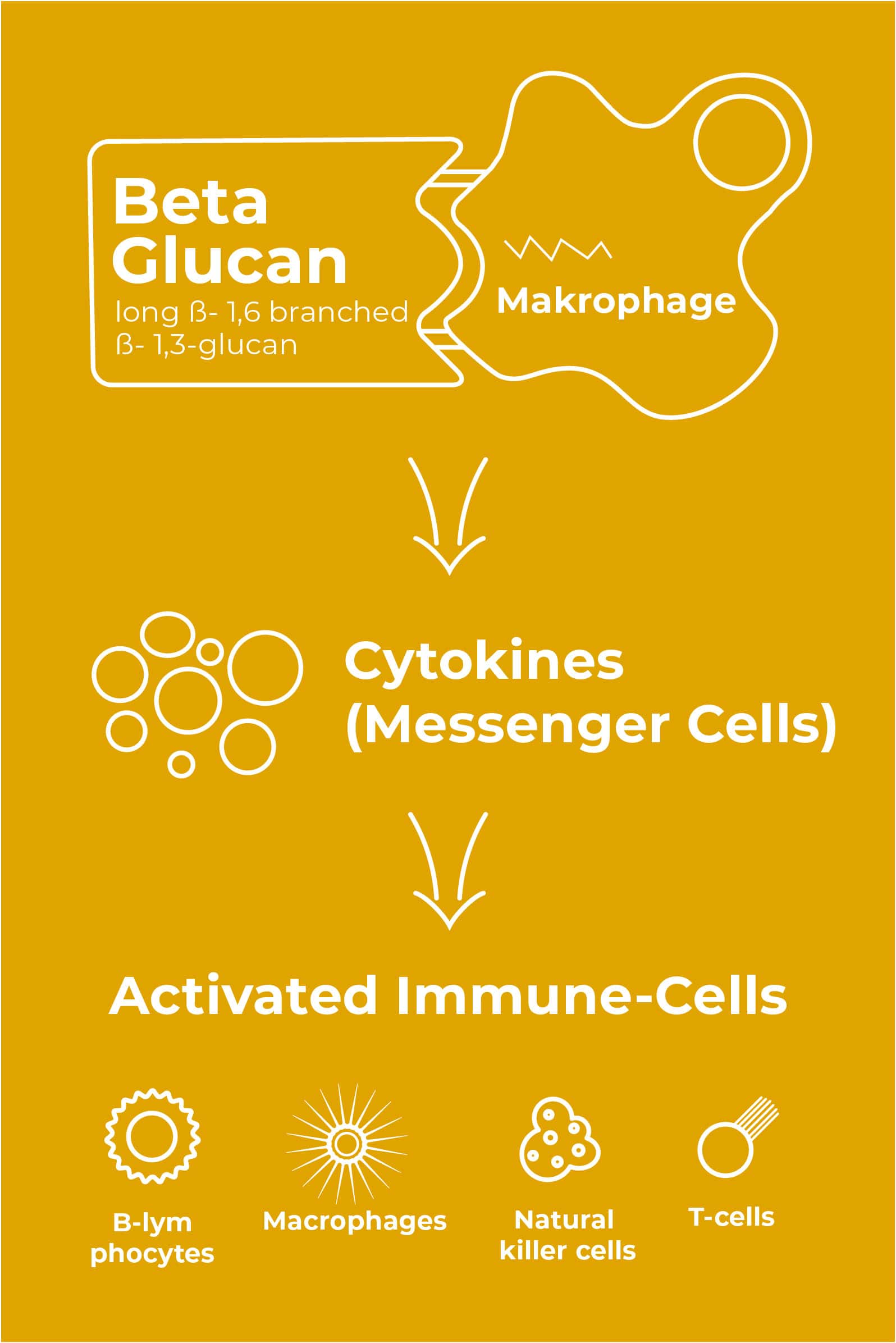 Ubique: Yeast Beta Glucan extracted from Saccharomyces cerevisiae
